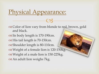 Lion | PPTX