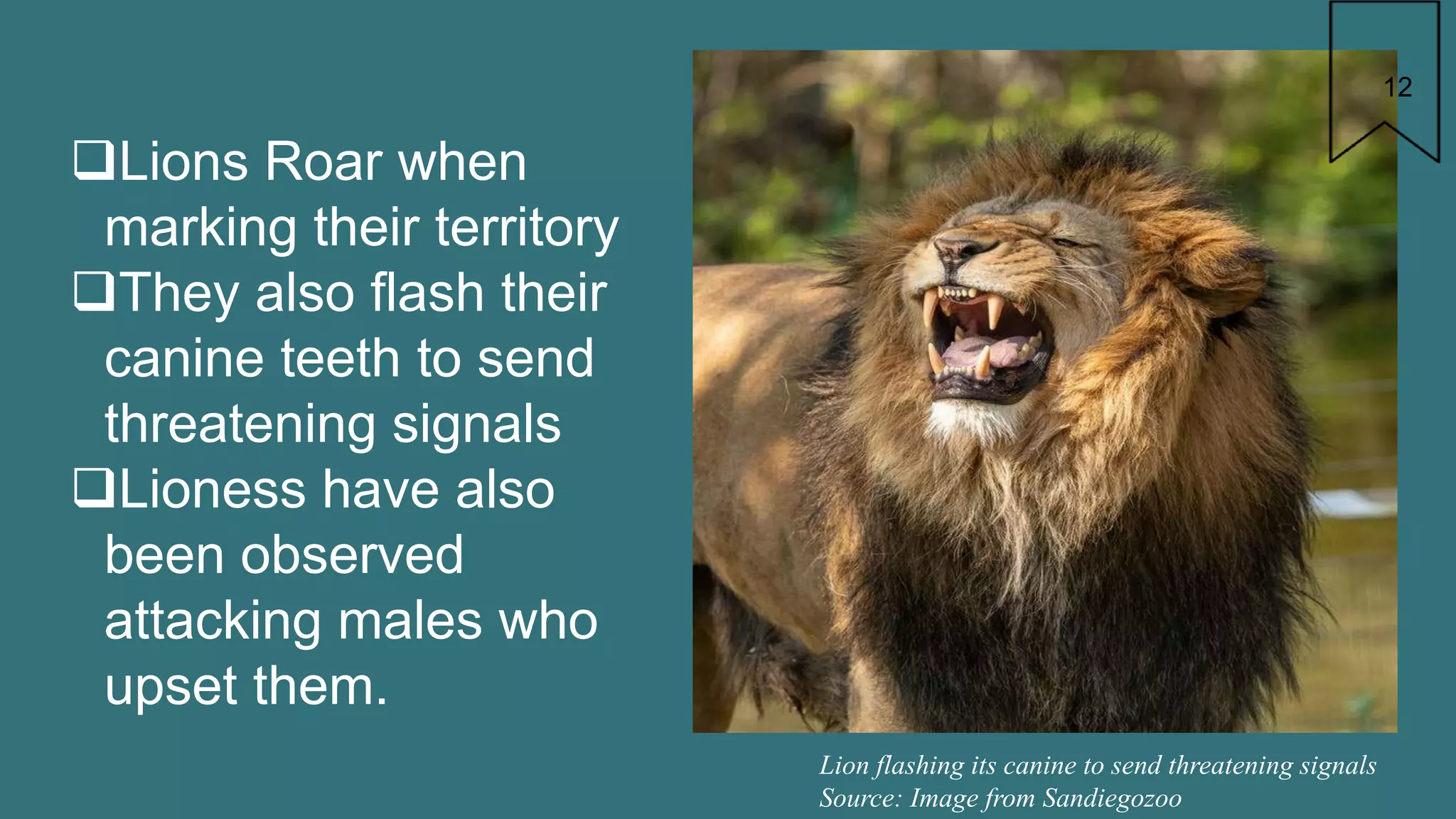 Lion Presentation - Panthera Leo (African Lion) | Characteristics ...