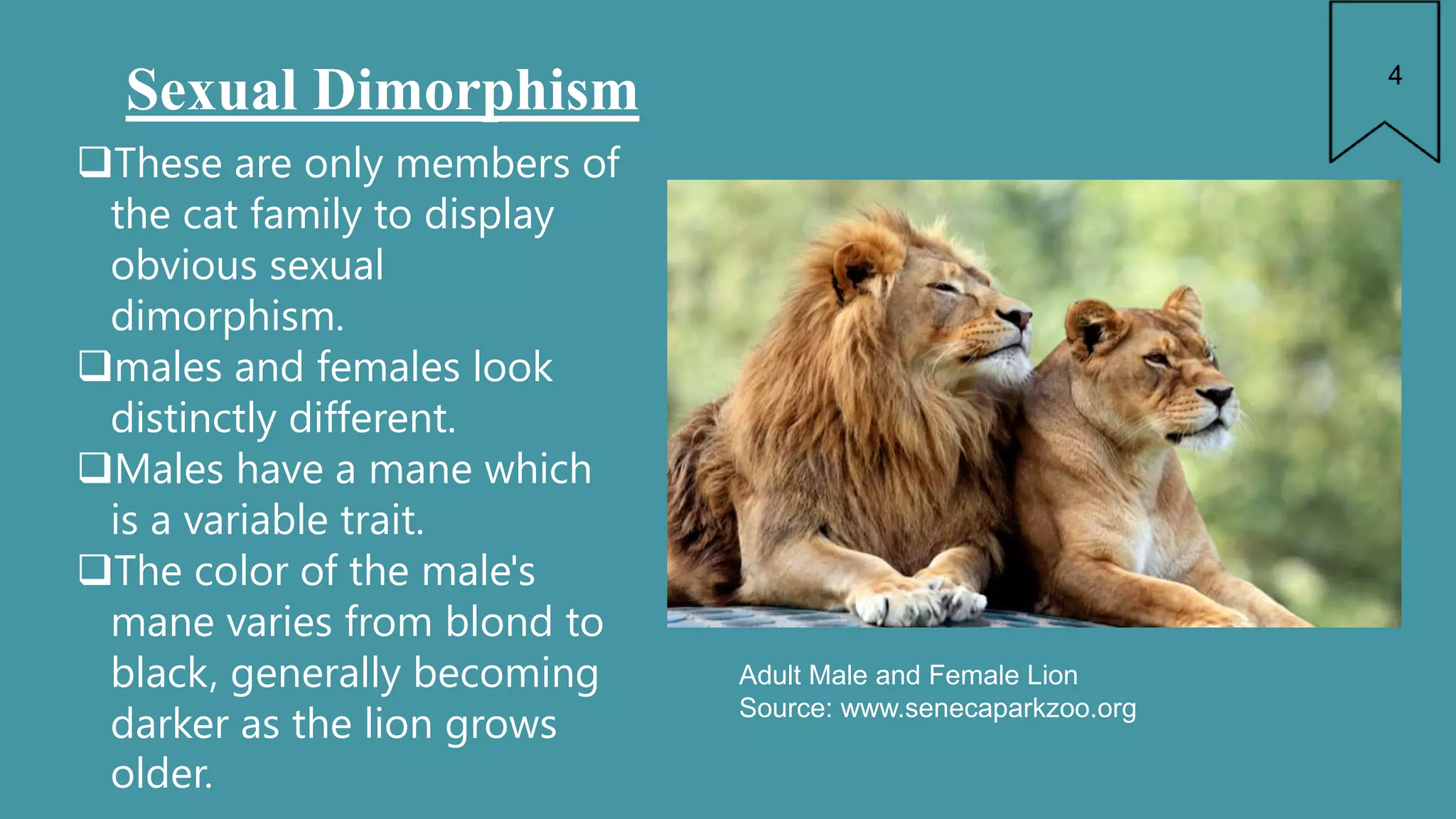 Lion Presentation - Panthera Leo (African Lion) | Characteristics ...
