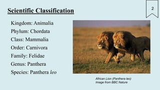 Lion Presentation - Panthera Leo (African Lion) | Characteristics ...