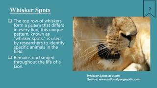 Lion Presentation - Panthera Leo (African Lion) | Characteristics ...