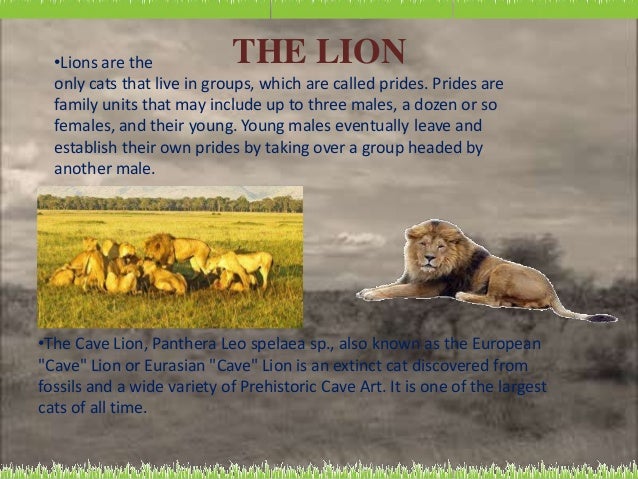 Lion project