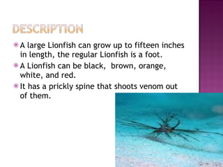 Lion Fish | PPT