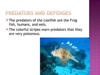 Lion Fish | PPT