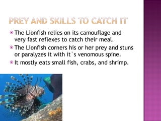Lion Fish | PPT