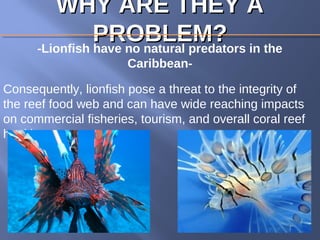 Lionfish Containment in Playa Del Carmen | PPT