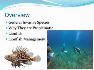 Lionfish presentation final | PPTX
