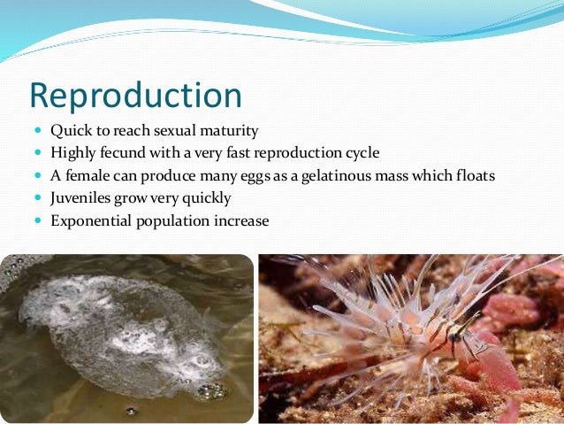 Lionfish presentation final