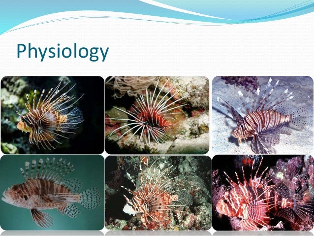 Lionfish presentation final