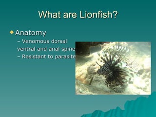 Lionfish Program Presentation | PPT