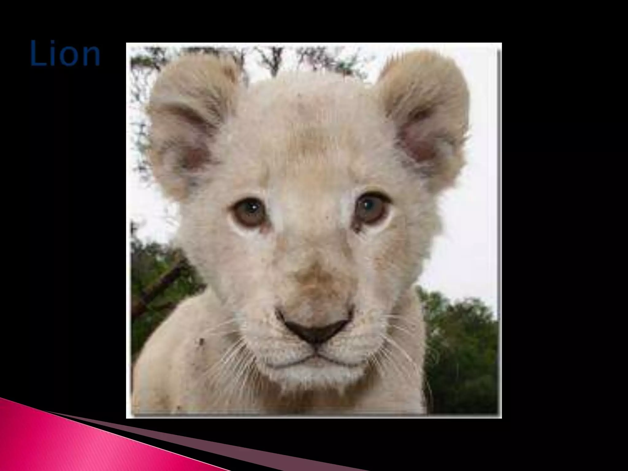 Lion powerpoint | PPTX