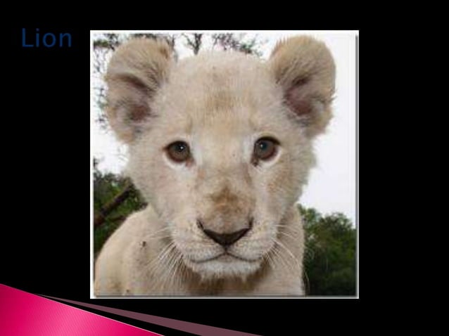 Lion powerpoint | PPTX | Large Animals | Pets