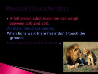 Lion powerpoint | PPTX
