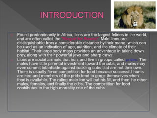 INVESTIGATORY PROJECT ON LION | PPTX | Cats | Pets