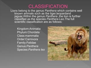 INVESTIGATORY PROJECT ON LION | PPTX | Cats | Pets