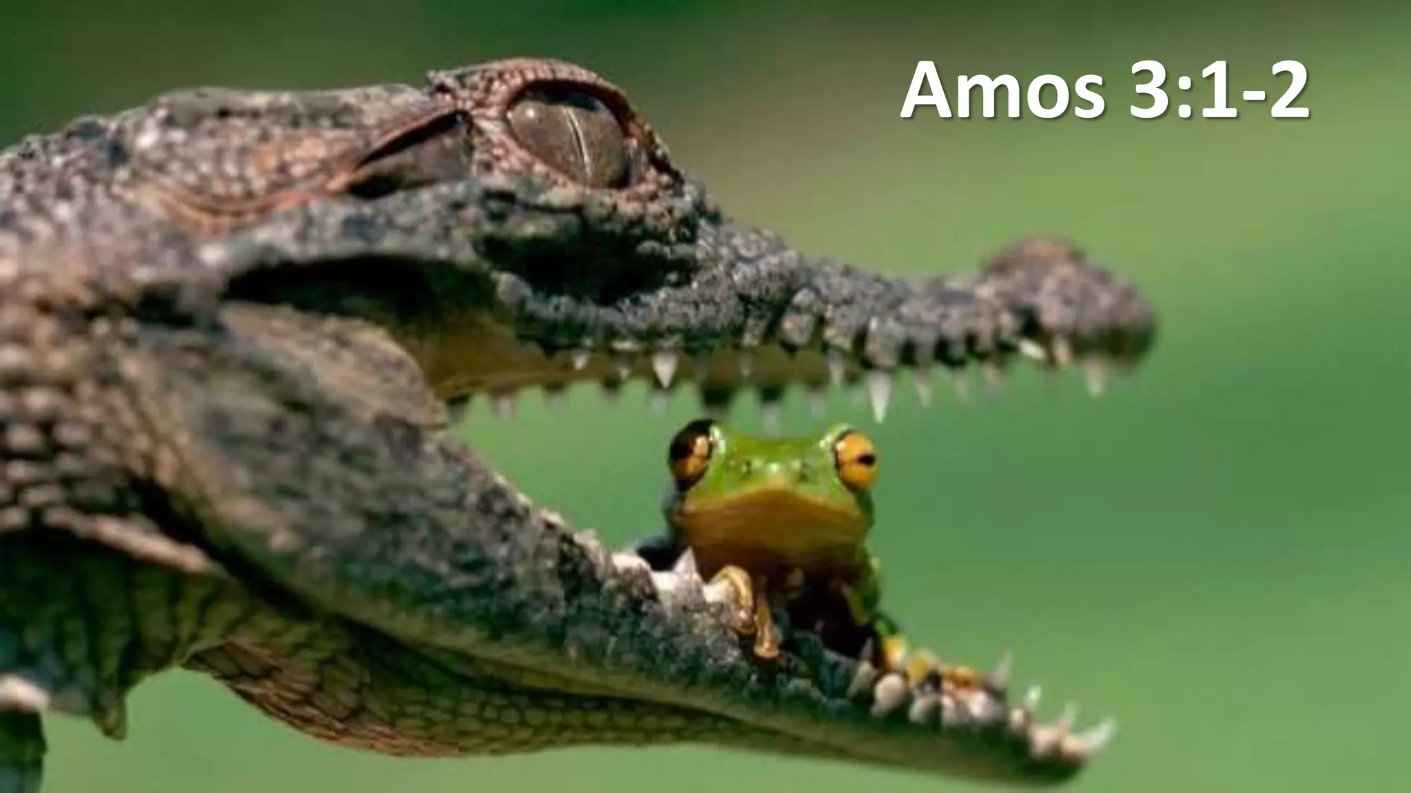 Amos: God's Roar for Justice and Mercy_The Lion Roars | PPTX