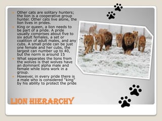 Lions | PPTX