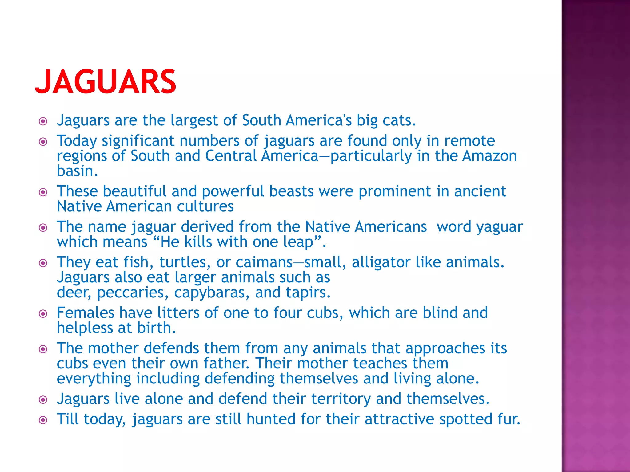 Lions and jaguars | PPT