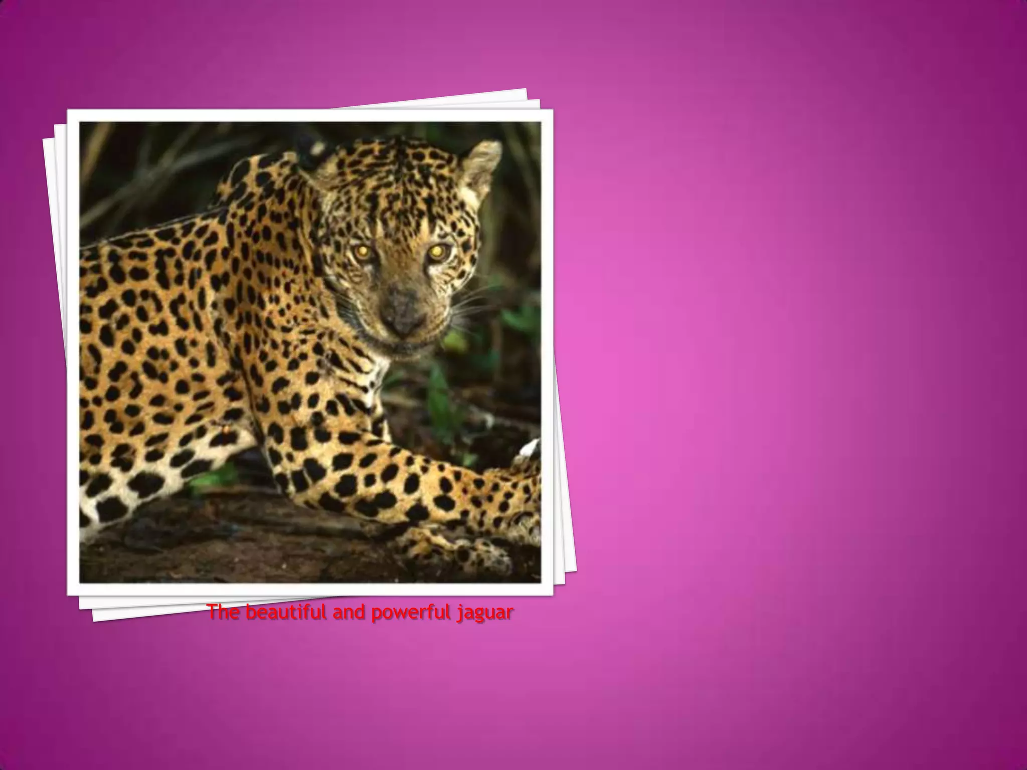 Lions and jaguars | PPT