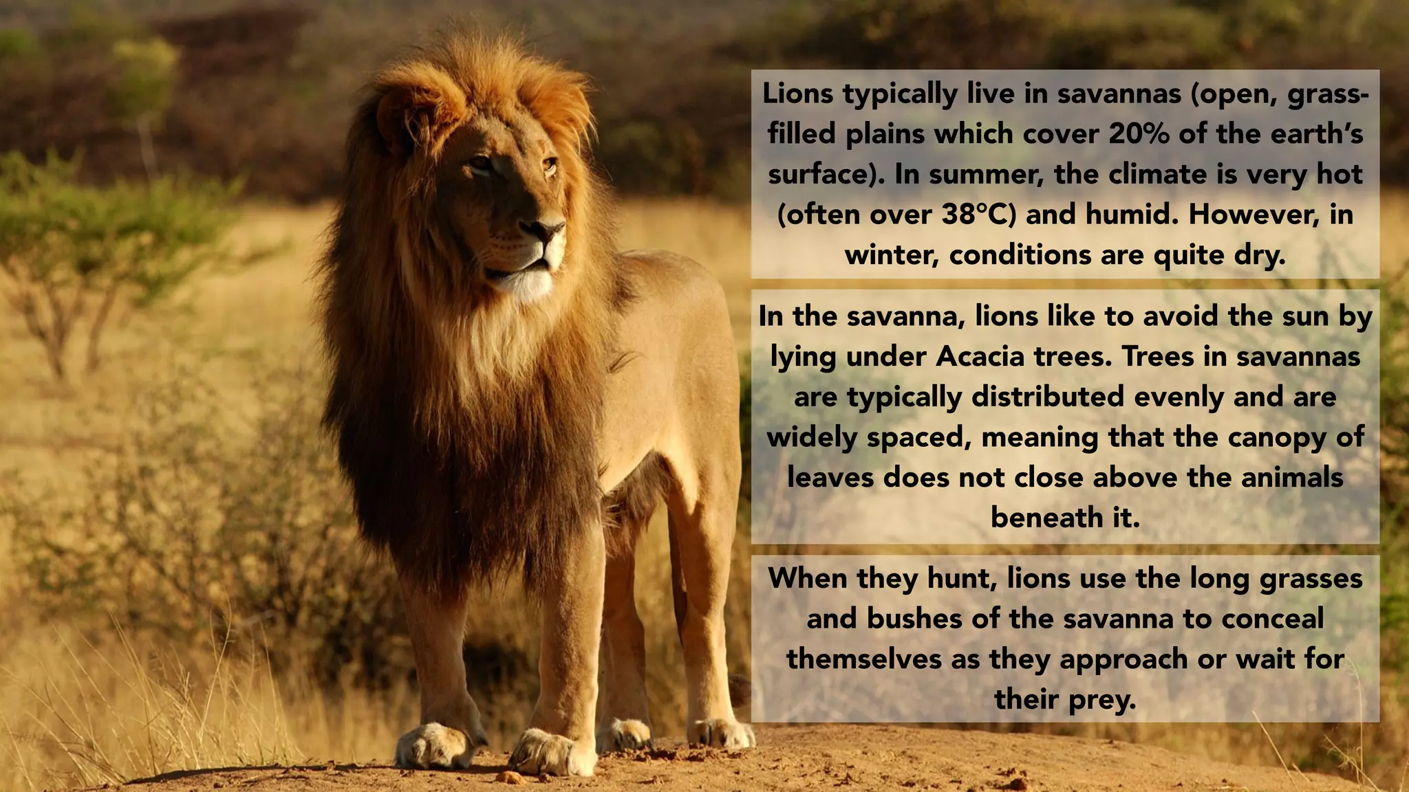 Lions, Giraffes and their Ecological Niches | PDF