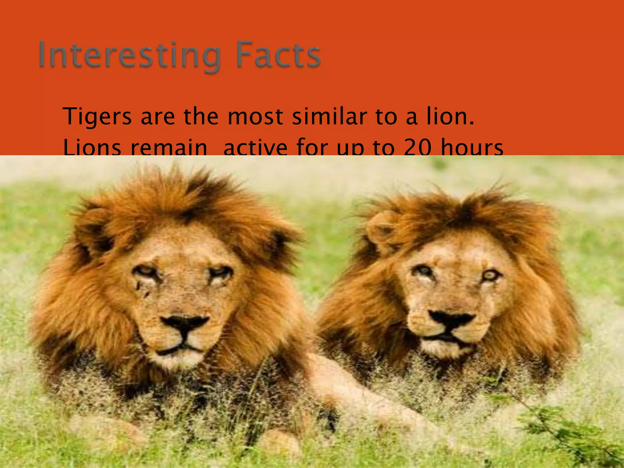 Lions powerpoint | PPTX