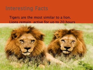 Lions powerpoint | PPTX