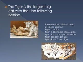 Largest Big Cat | PPT