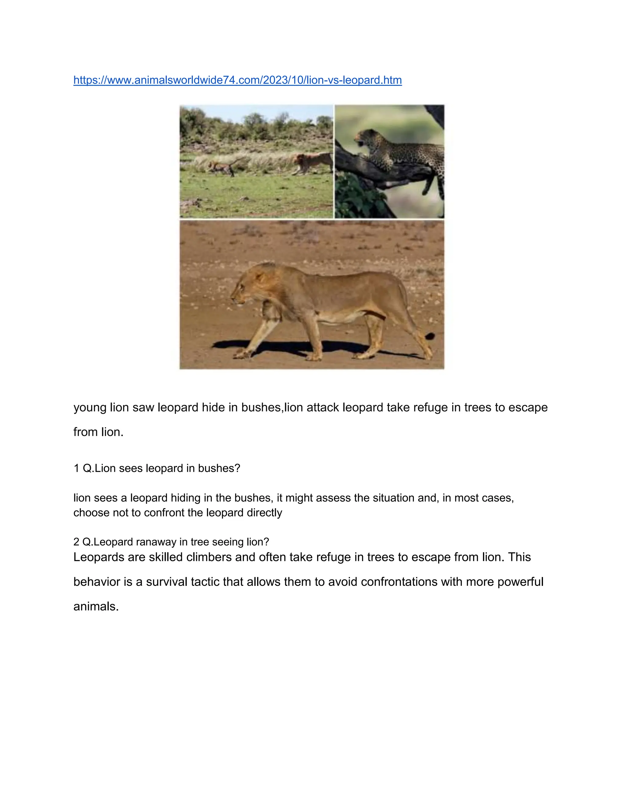 lion vs leopard .docx