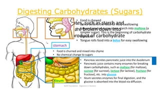 Digestion | PPTX