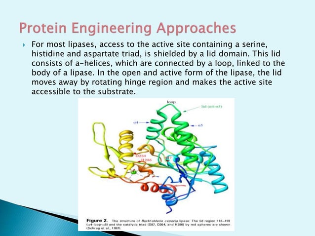 Lipase catalyzed process for biodiesel production protein engineering ...