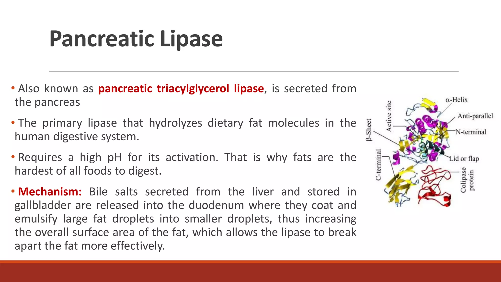 Lipases & Industrial Production of Lipases | PPTX