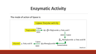Lipases & Industrial Production of Lipases | PPTX