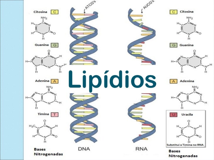 Lipidios
