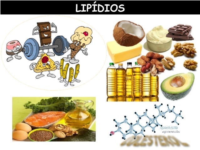 Lipídios