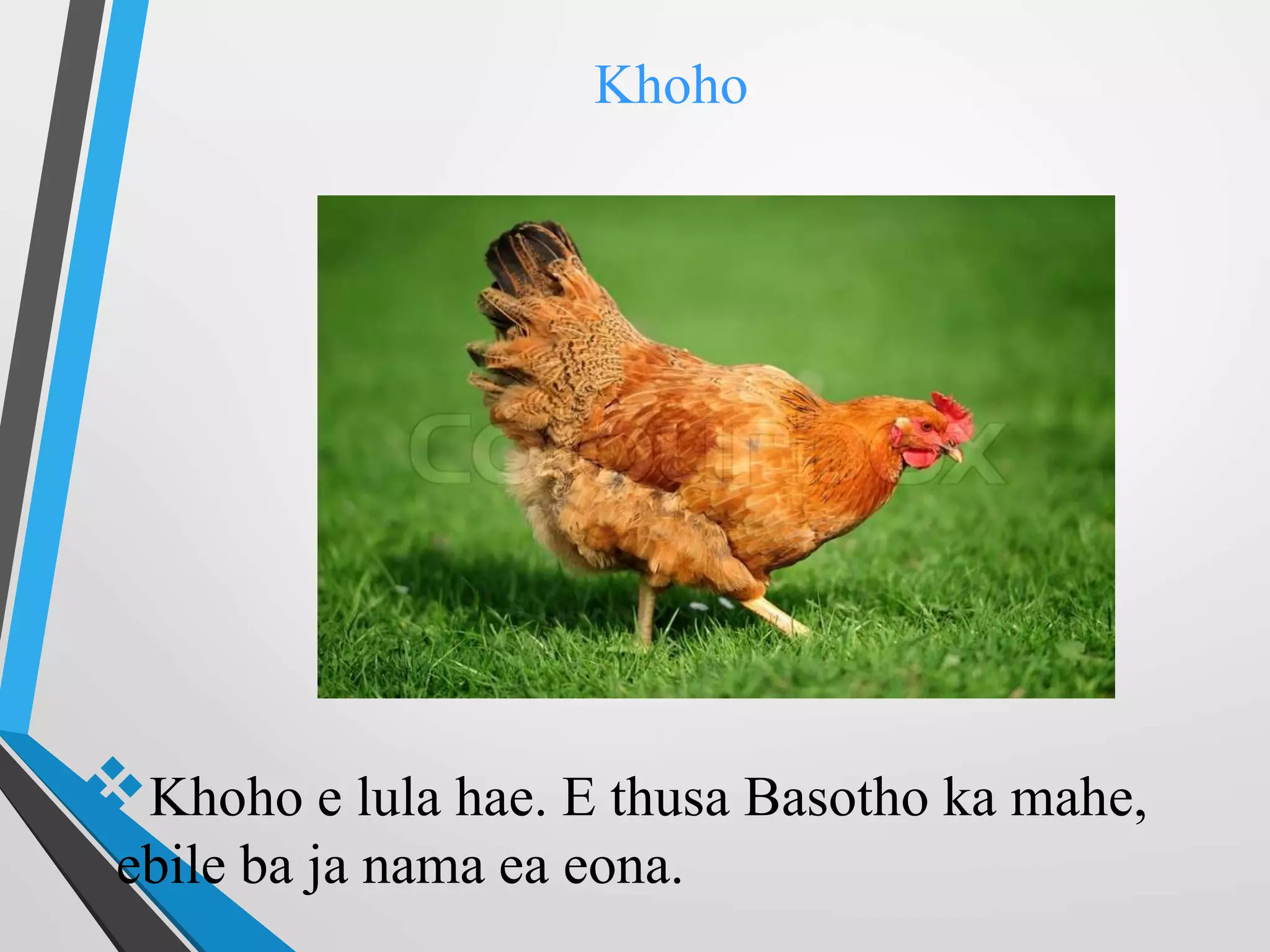 Liphoofolo tsa hae | PPTX