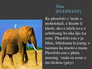Liphoofolo tse hlaha..pptx
