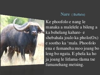 Liphoofolo tse hlaha..pptx