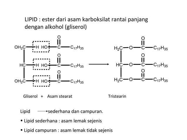 Lipid | PPT