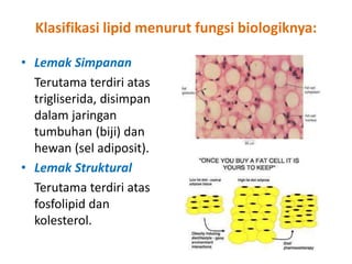 LIPID.ppt | Chemistry | Science