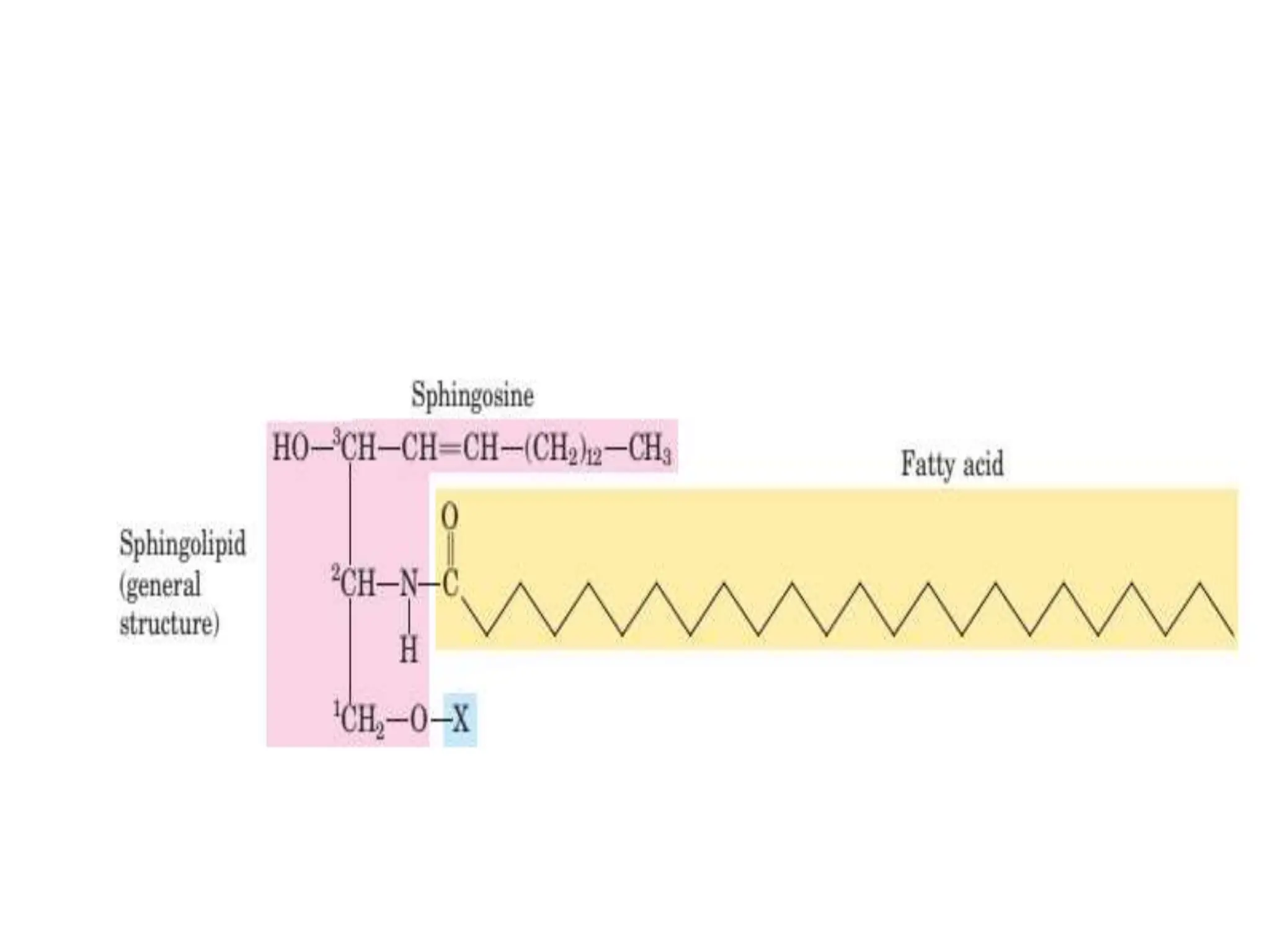 lipid,Types of lipids, classification.pptx