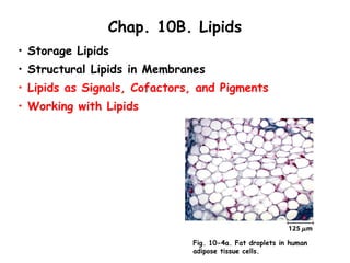 Lipid.ppt biochemistry of lipid detail science | PPT | Free Download