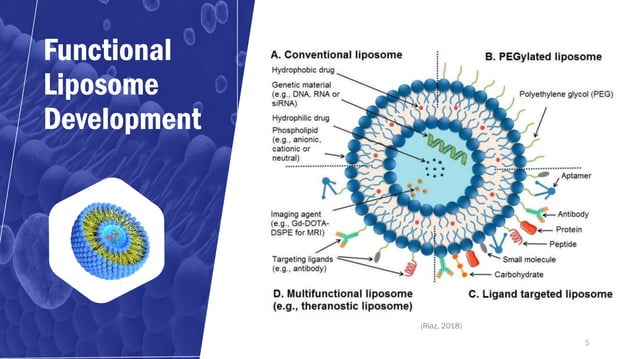 Liposomal Delivery Systems in Cancer Therapy - Creative Biolabs | PPTX