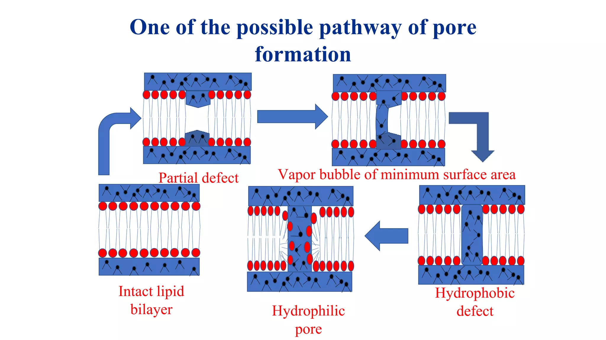 Lipid bilayer-work | PPTX