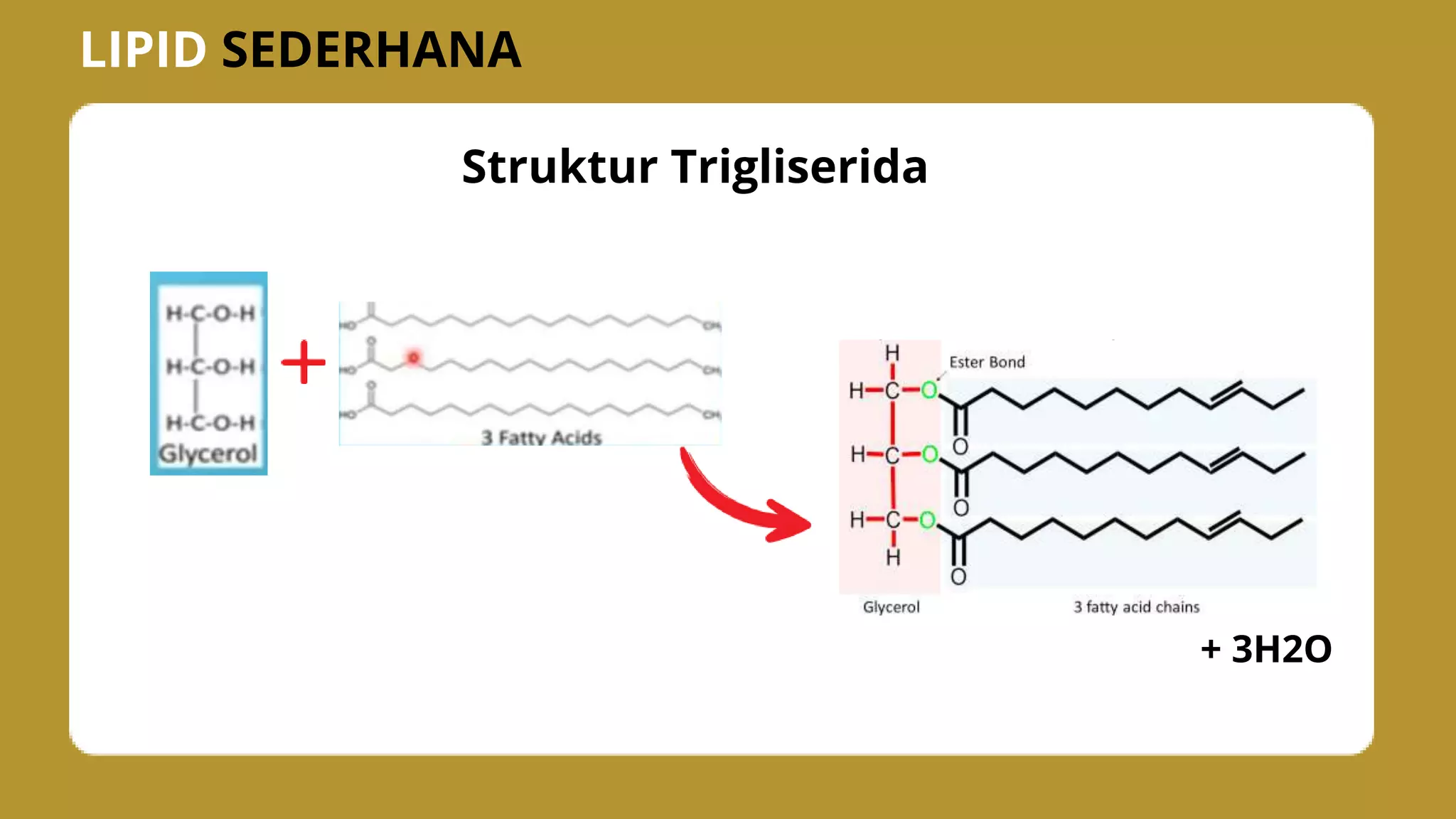 LIPID 1-KIMIA GIZI.pptx