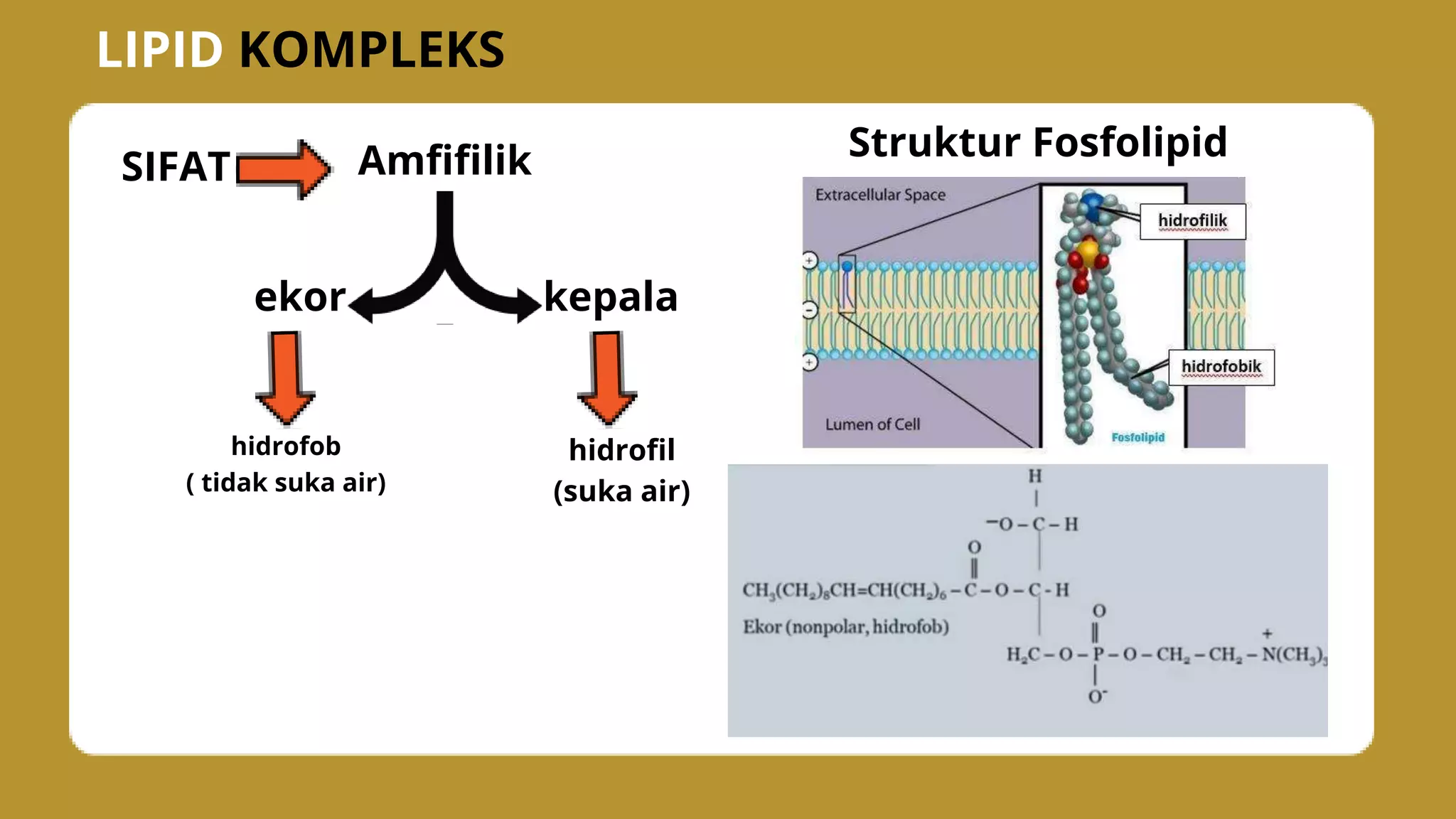 LIPID 1-KIMIA GIZI.pptx