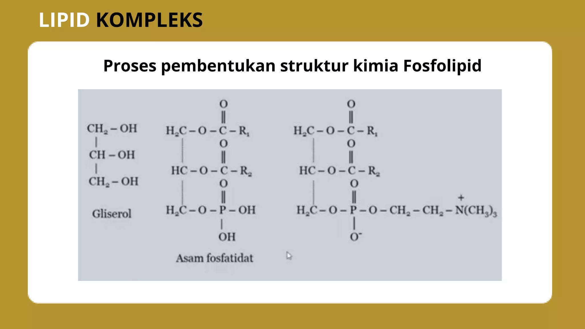 LIPID 1-KIMIA GIZI.pptx