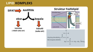 LIPID 1-KIMIA GIZI.pptx