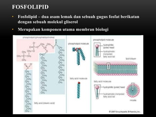 Lipid Biokimia Universitas | PPTX