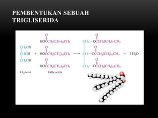 Lipid Biokimia Universitas | PPTX
