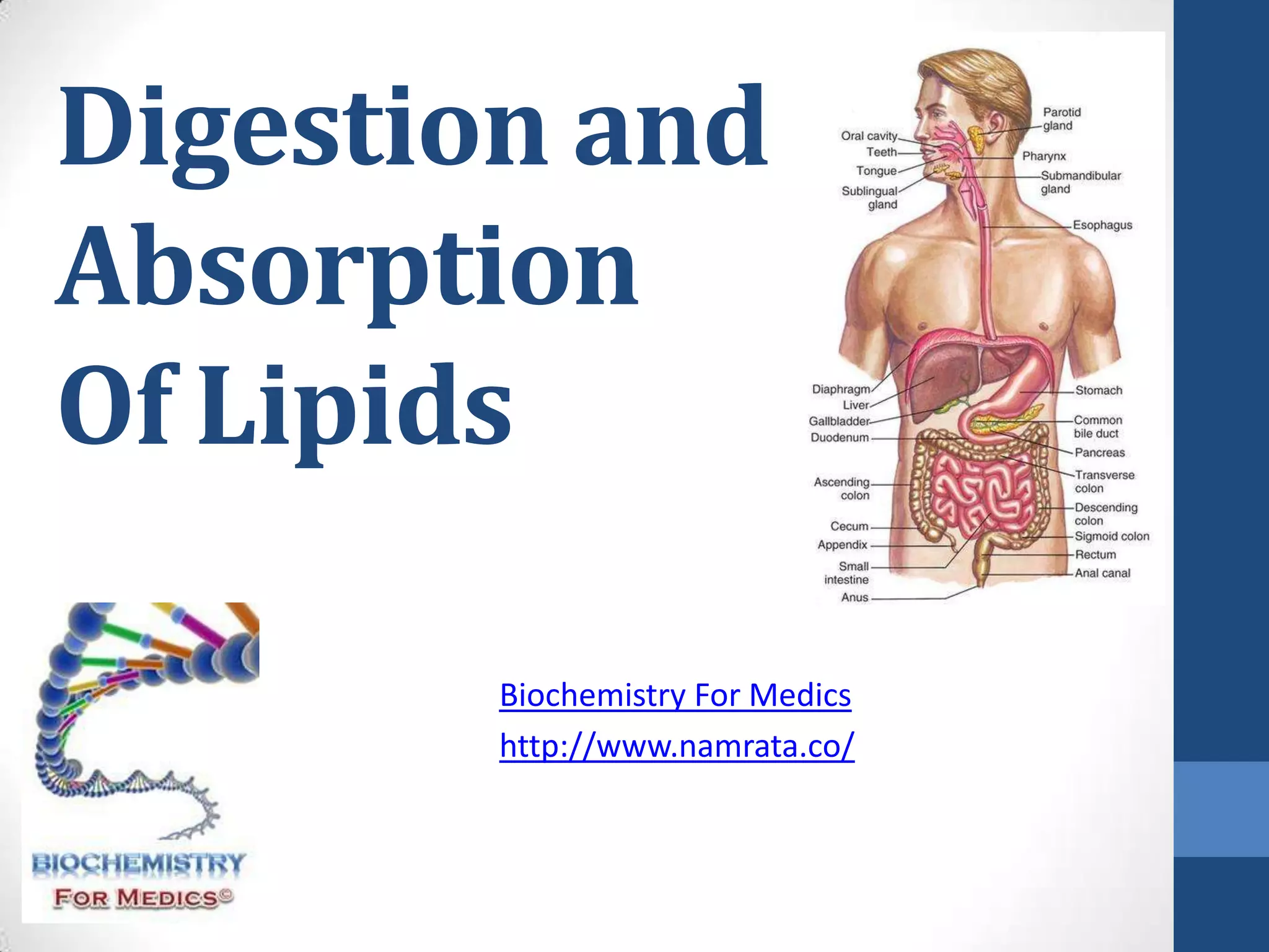 Digestion and Absorption of LIpids | PPTX